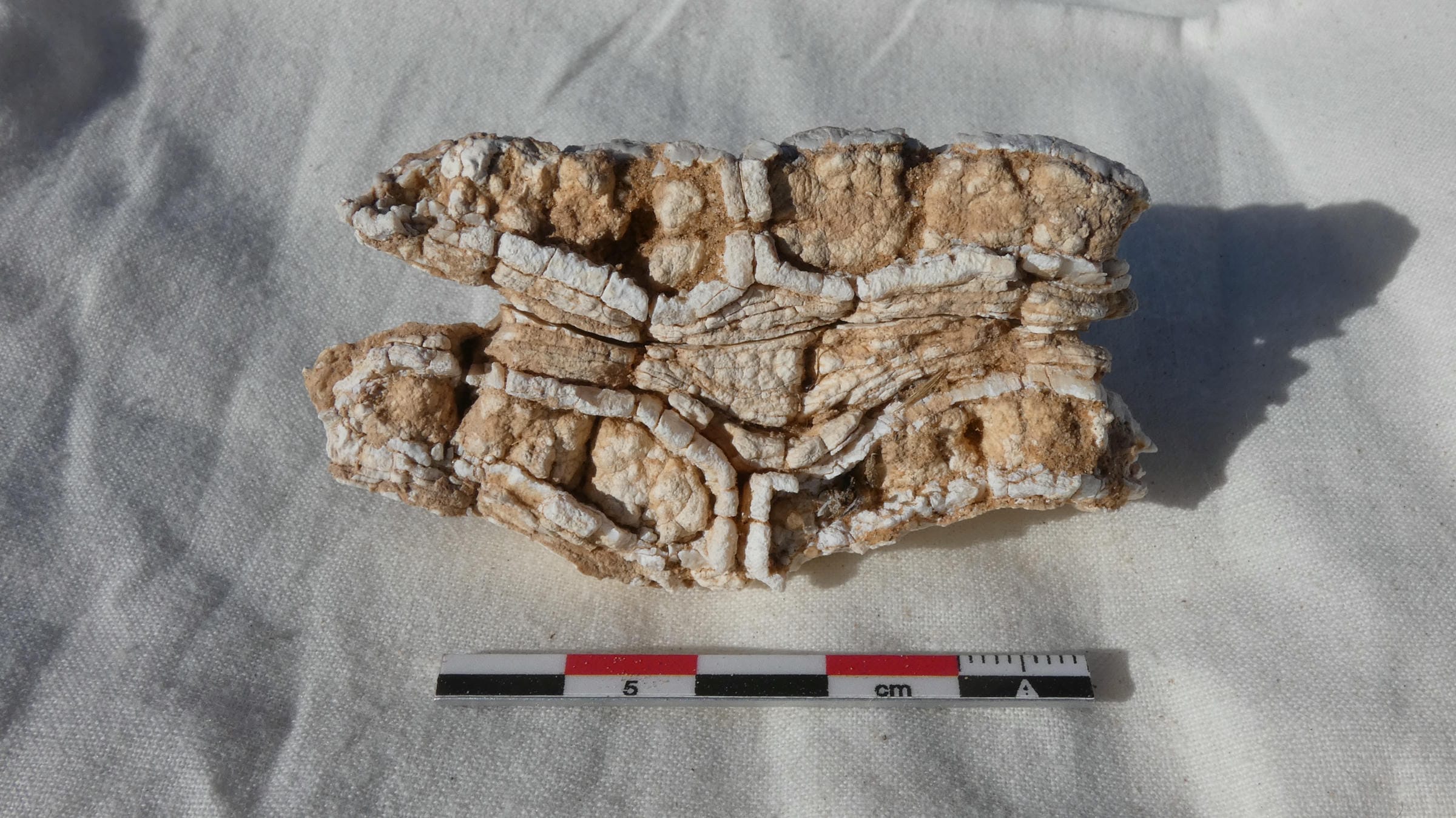Las Tortugas: A Clovis Site in the Gran Desierto – The research of ...
